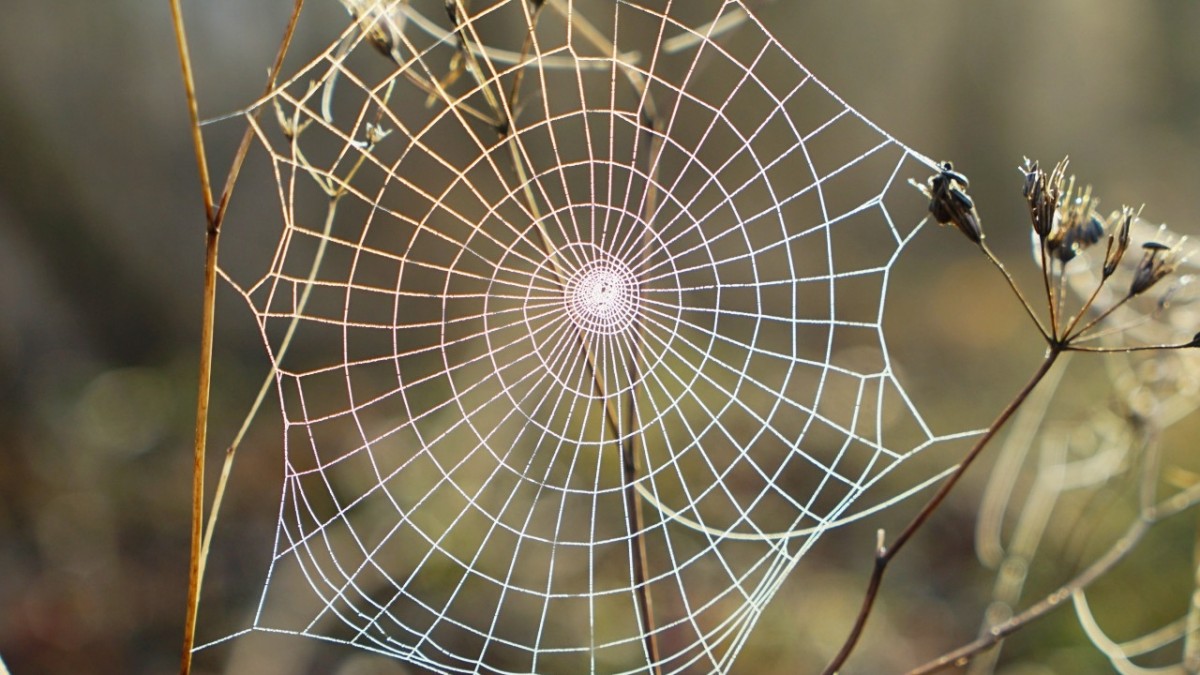 ¿Tienes aracnofobia? Estas son las razones de una experta que afirma ...